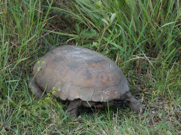 Gopher Tortoise | Project Noah