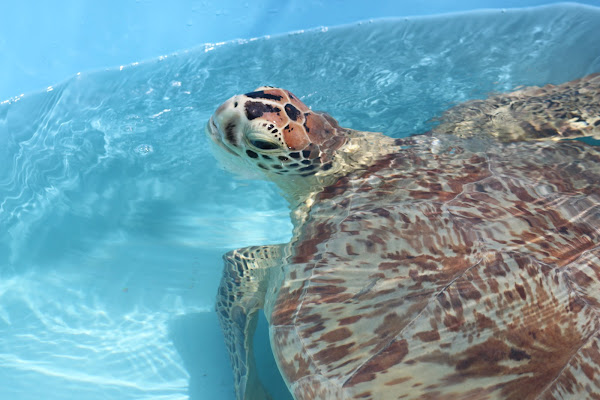 Hawksbill Sea Turtle | Project Noah