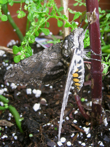 Carolina Sphinx | Project Noah