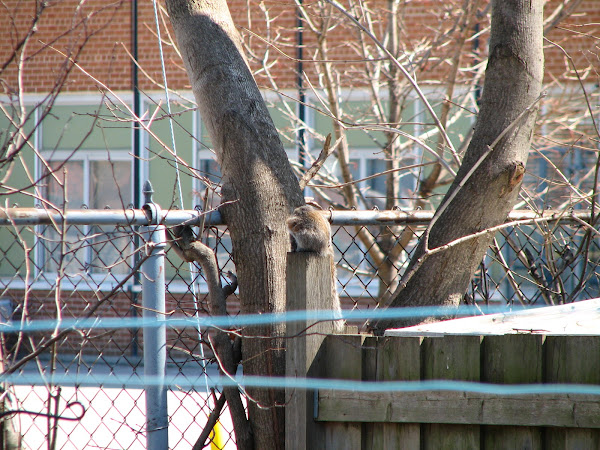 Eastern Grey Squirrel & Black Squirrel | Project Noah