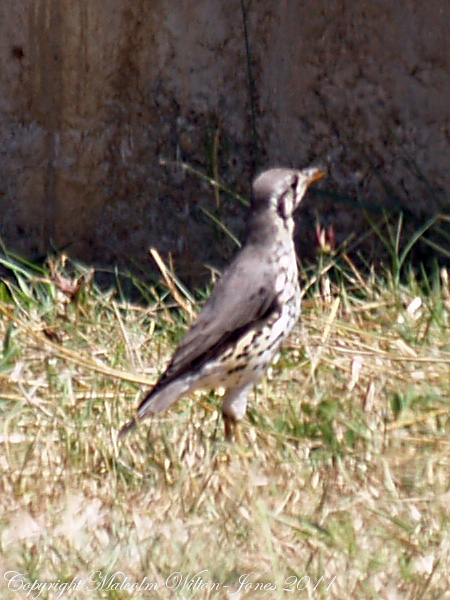 Groundscraper Thrush | Project Noah