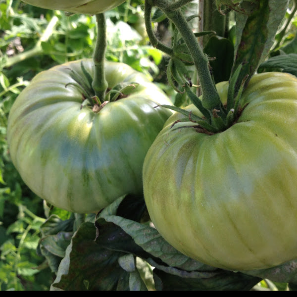 Green zebra heirloom tomatoes | Project Noah