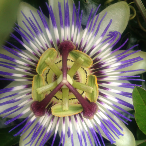 Blue Passionflower | Project Noah