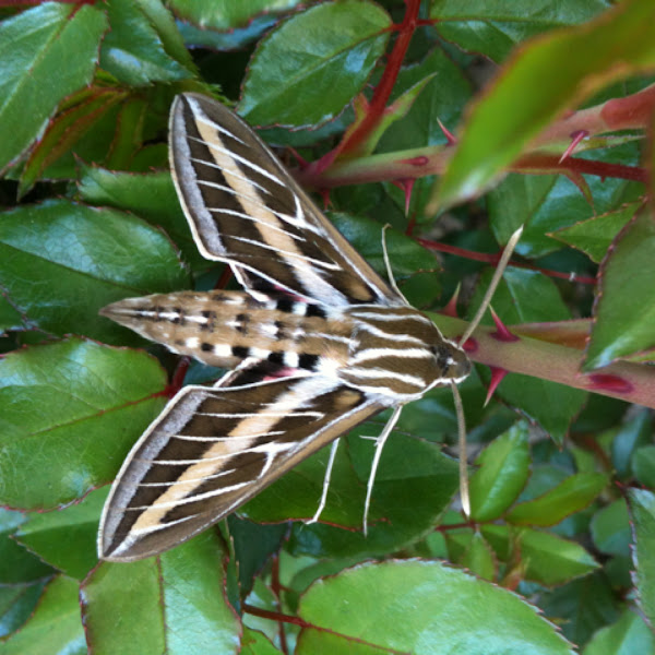 White lined sphinx | Project Noah
