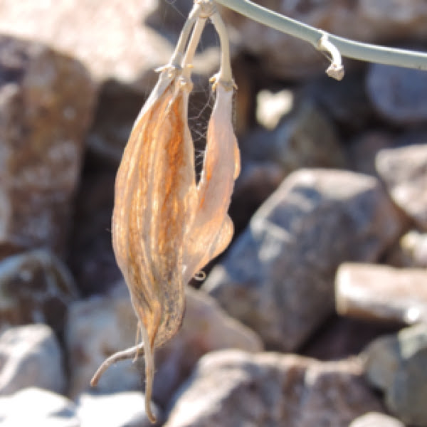 Desert Milkweed | Project Noah