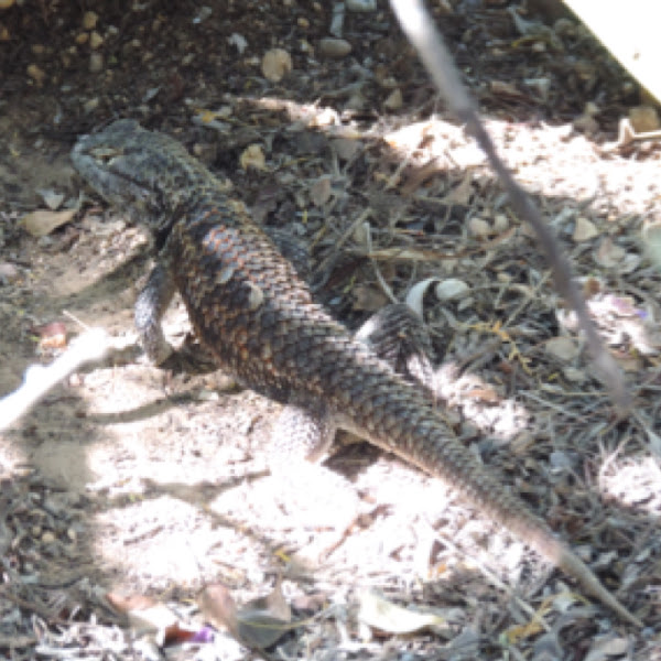 Spiny Lizard | Project Noah