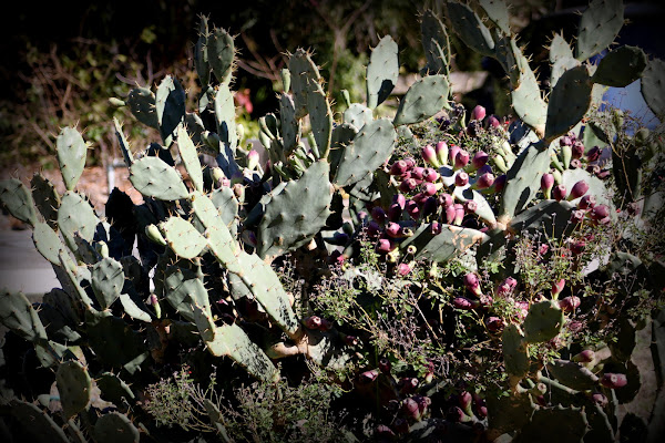 Eastern Prickly Pear (Indian Fig) | Project Noah