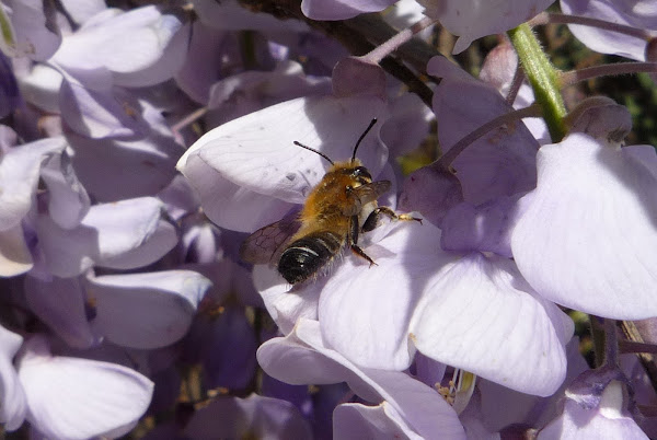 Abeja europea, abeja doméstica, abeja melífera | Project Noah