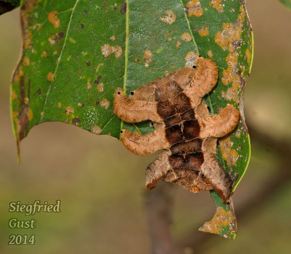 Tropical Monkey Slug | Project Noah