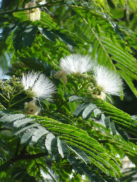 Silk Tree ("Mimosa") | Project Noah