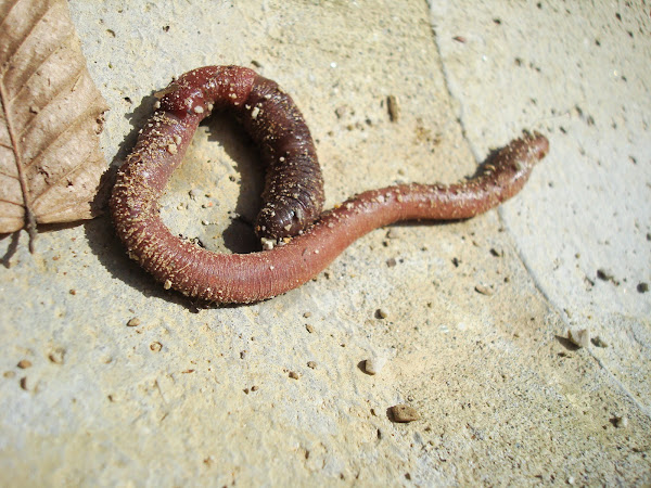 Common Earthworm / Gujavica | Project Noah