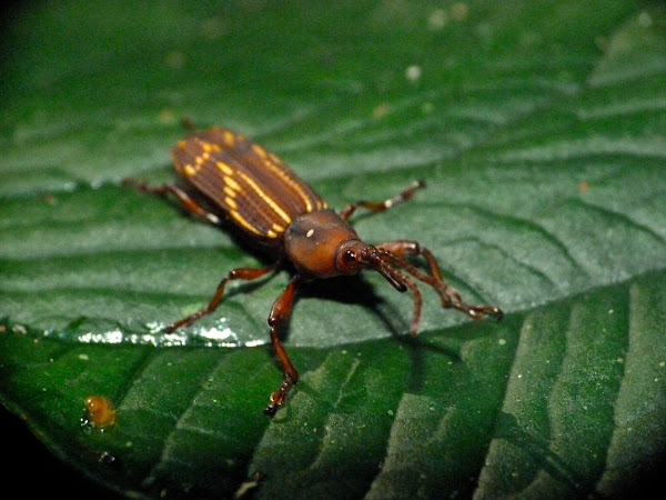 Straight-snouted weevil | Project Noah