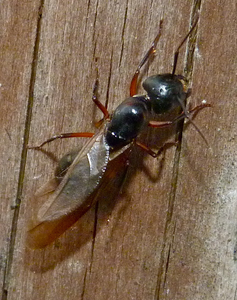 Black carpenter ant (winged) | Project Noah