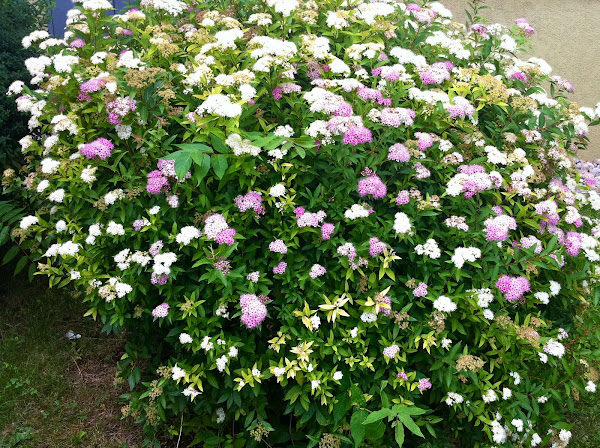 Japanese Spiraea | Project Noah