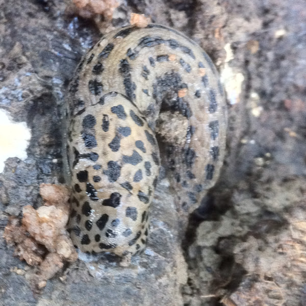 Leopard Slug | Project Noah