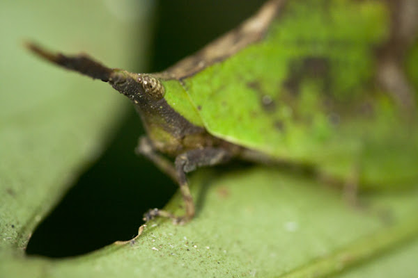Leaf Mimic Grasshopper | Project Noah
