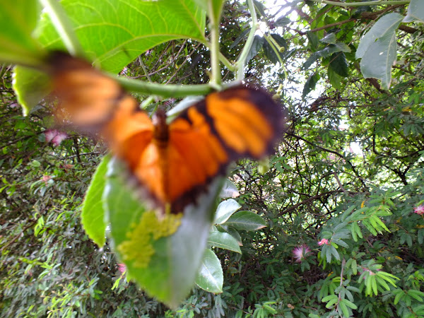 Juno Longwing, Borboleta do Maracujá | Project Noah