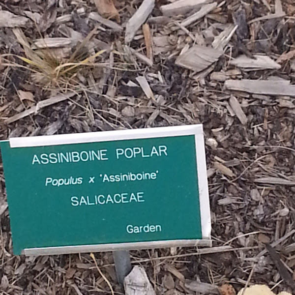 Assiniboine Poplar | Project Noah