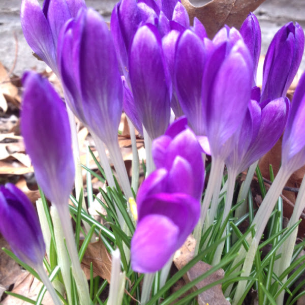 Crocus | Project Noah