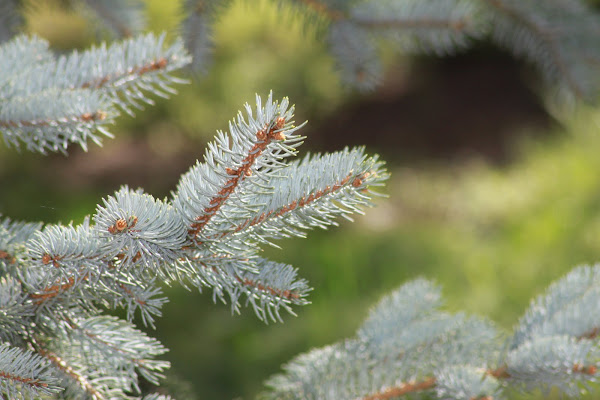 colorado spruce | Project Noah