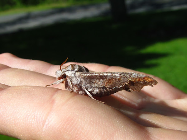 Lettered Sphinx | Project Noah