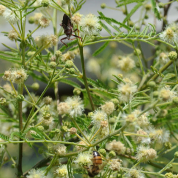 Bee Assassin | Project Noah