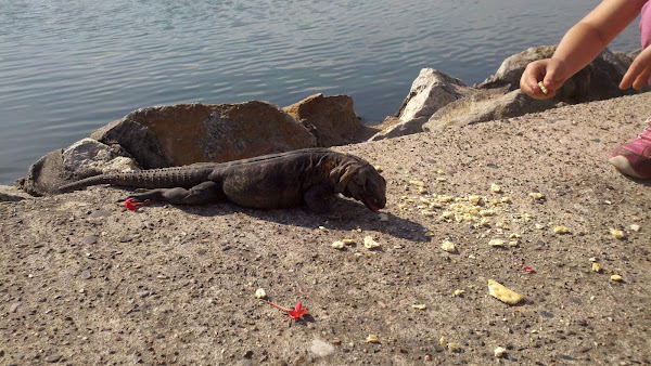 Black Iguana | Project Noah