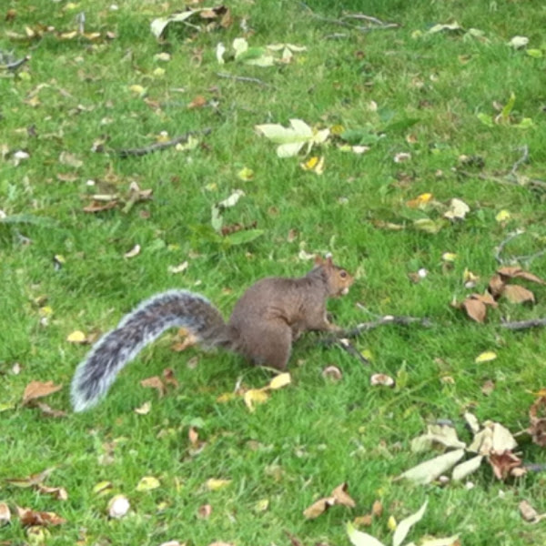 Eastern Gray Squirrel | Project Noah