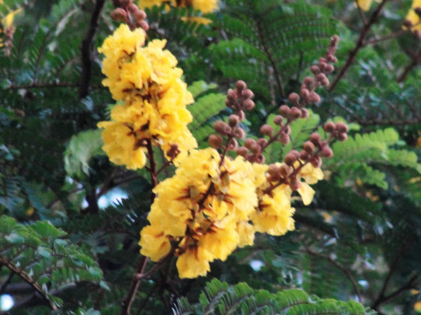 पीला गुलमोहर Yellow Flame Tree | Project Noah