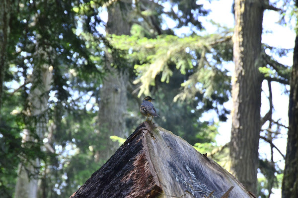 Varied Thrush | Project Noah