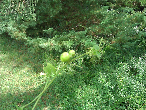 creeping charlie gall? | Project Noah