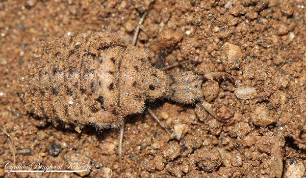 Antlion larvae vs Soil Centipede | Project Noah