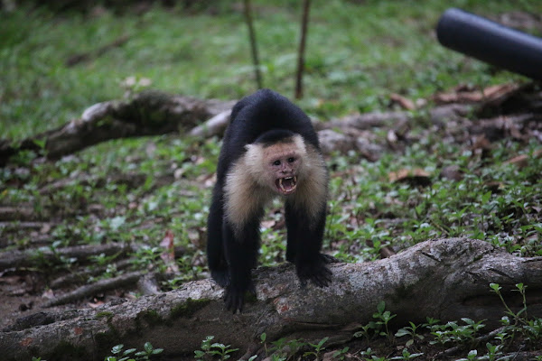 Capuchin Monkey | Project Noah