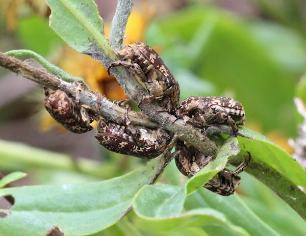 Mango Flower beetle | Project Noah