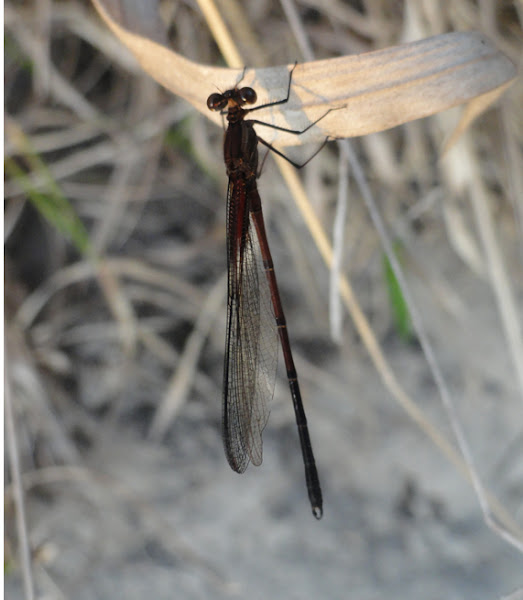 Dragonfly | Project Noah