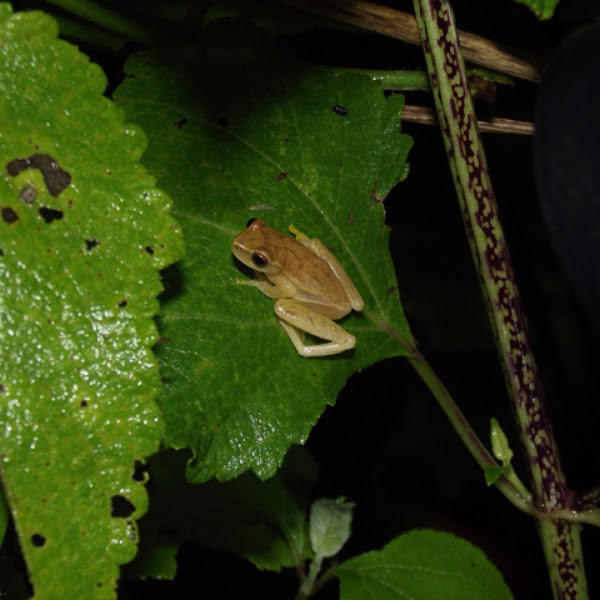 Small Headed Tree Frog | Project Noah