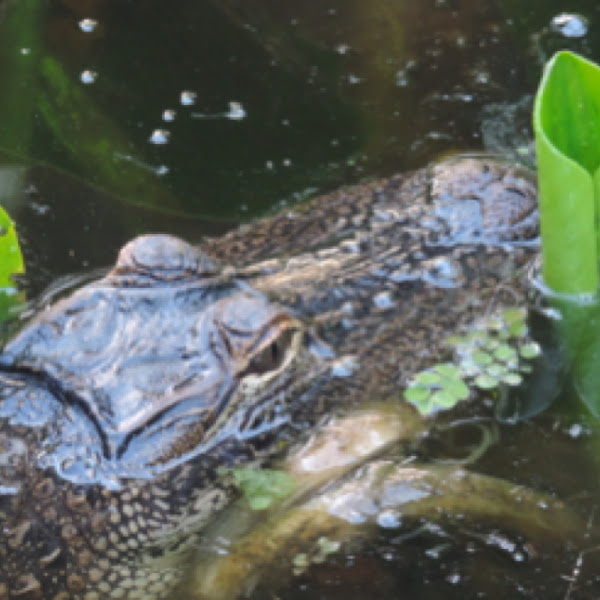 Alligator | Project Noah