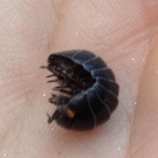 Pill Bug (with Parasite) | Project Noah
