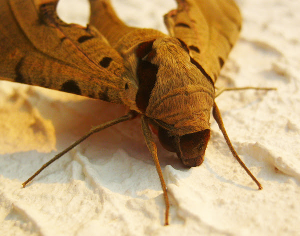 Dead Leaf Sphinx | Project Noah
