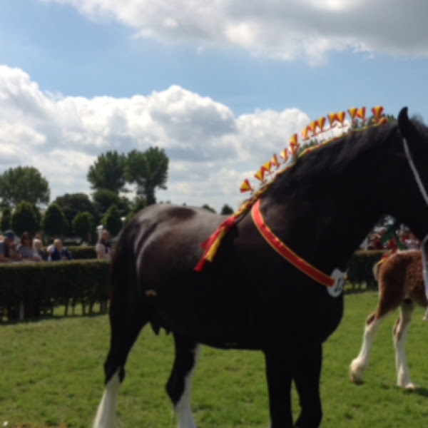 Shire horse | Project Noah