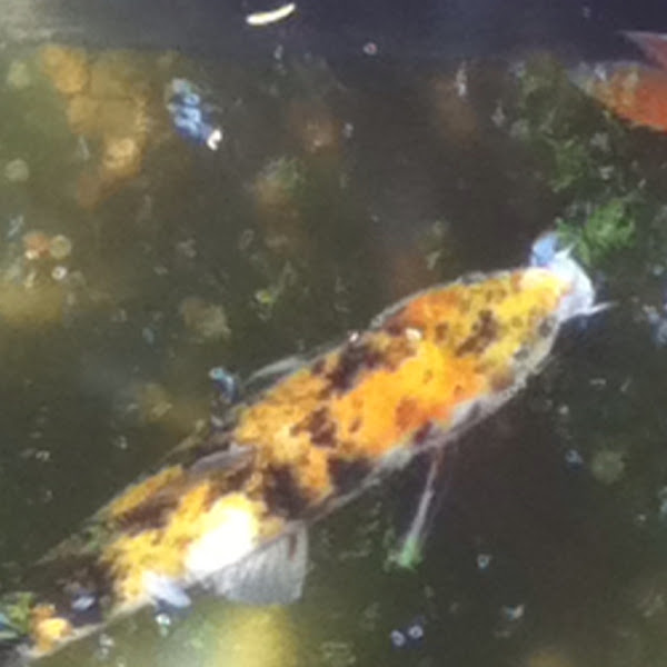 Koi fish | Project Noah