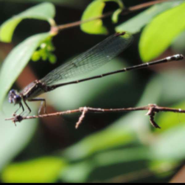 Dusky Dancer | Project Noah