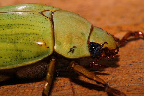 Scarab Beetle | Project Noah