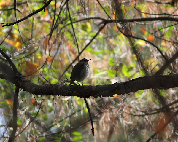 Hermit Thrush | Project Noah