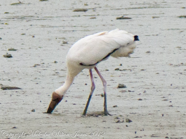 Milky Stork | Project Noah