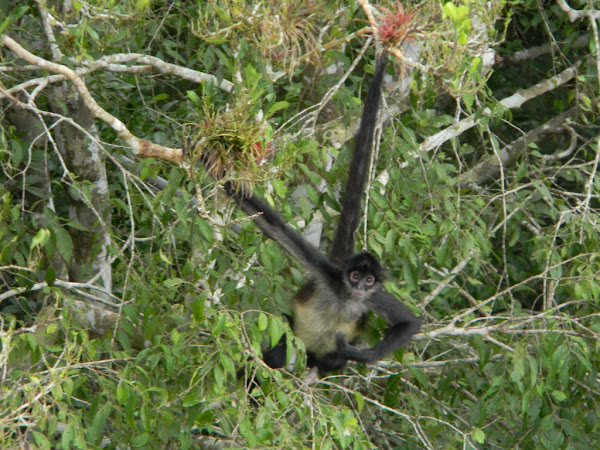 mono araña de Geoffroy - Geoffroy's spider monkey | Project Noah