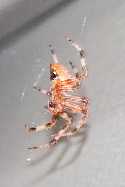 Marbled Orbweaver | Project Noah