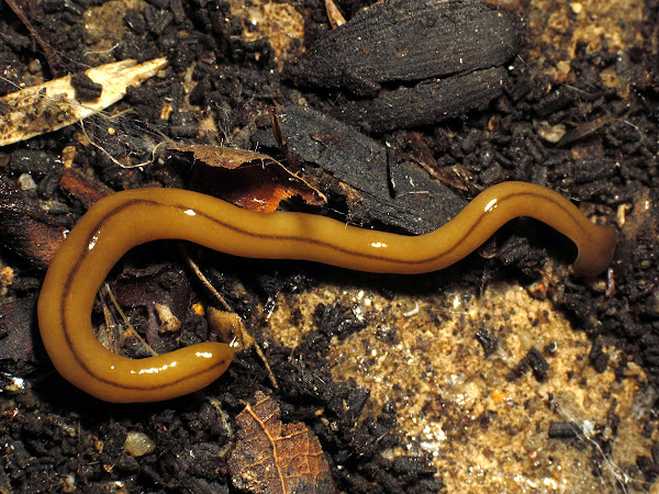 Flatworm | Project Noah