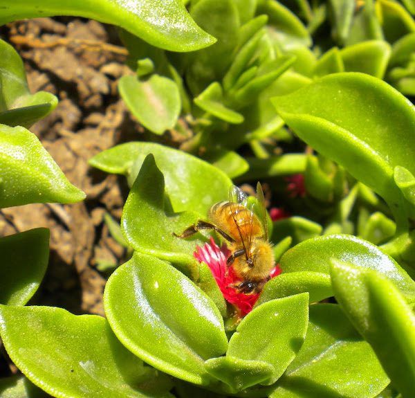 Western Honey Bee | Project Noah