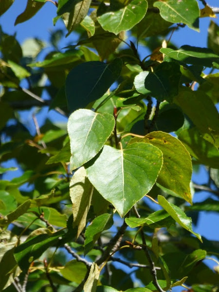 Western Balsam Poplar | Project Noah